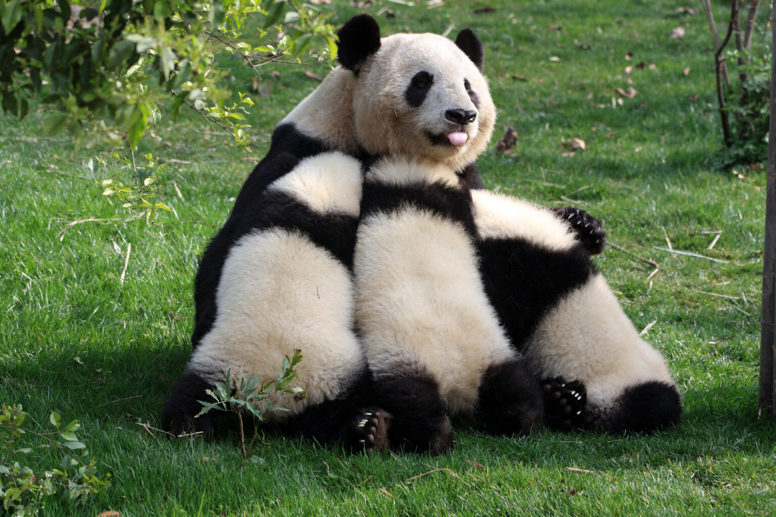 Declaran a los osos pandas gigantes fuera de peligro de extinción