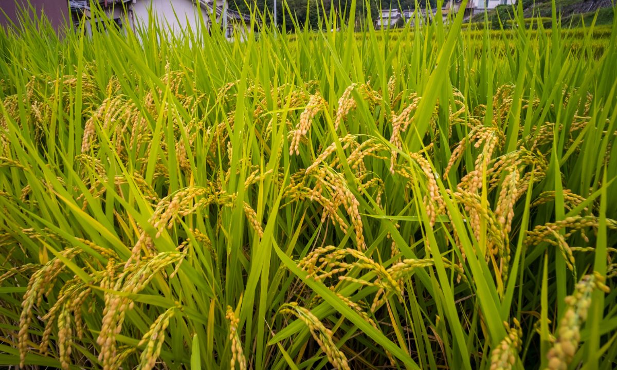 ¡Producción de arroz se desploma! El país apenas alcanzaría 300 mil ...